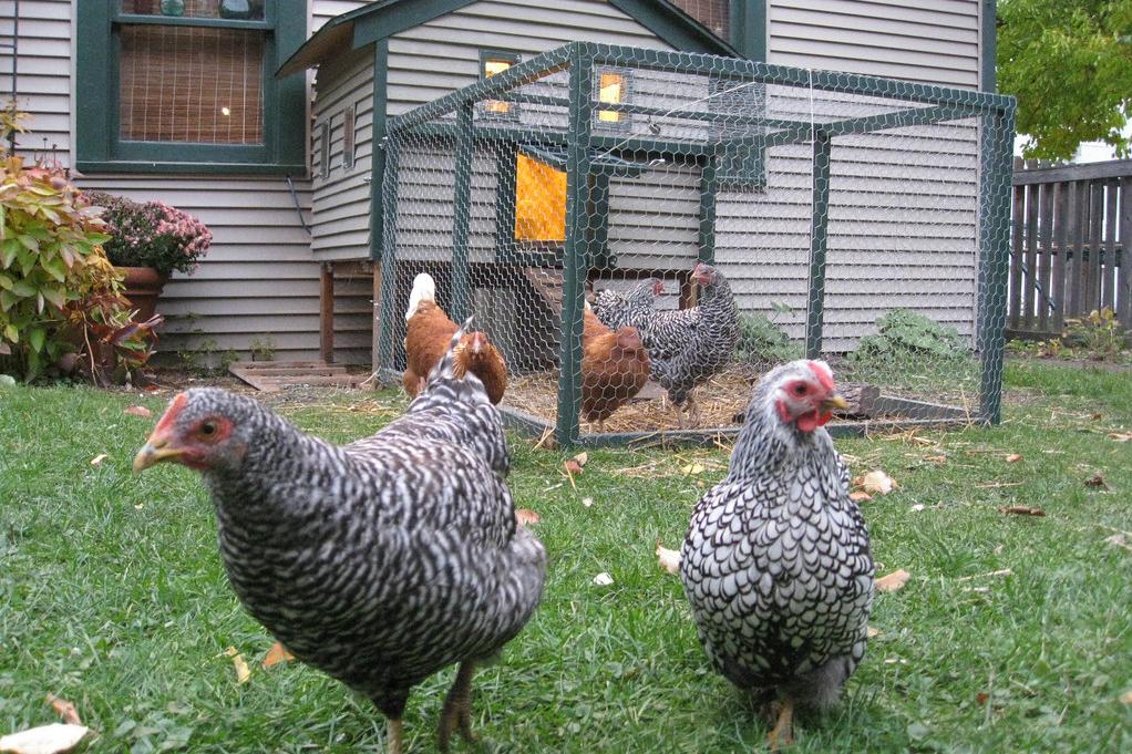 You Want Chickens? Petition the King