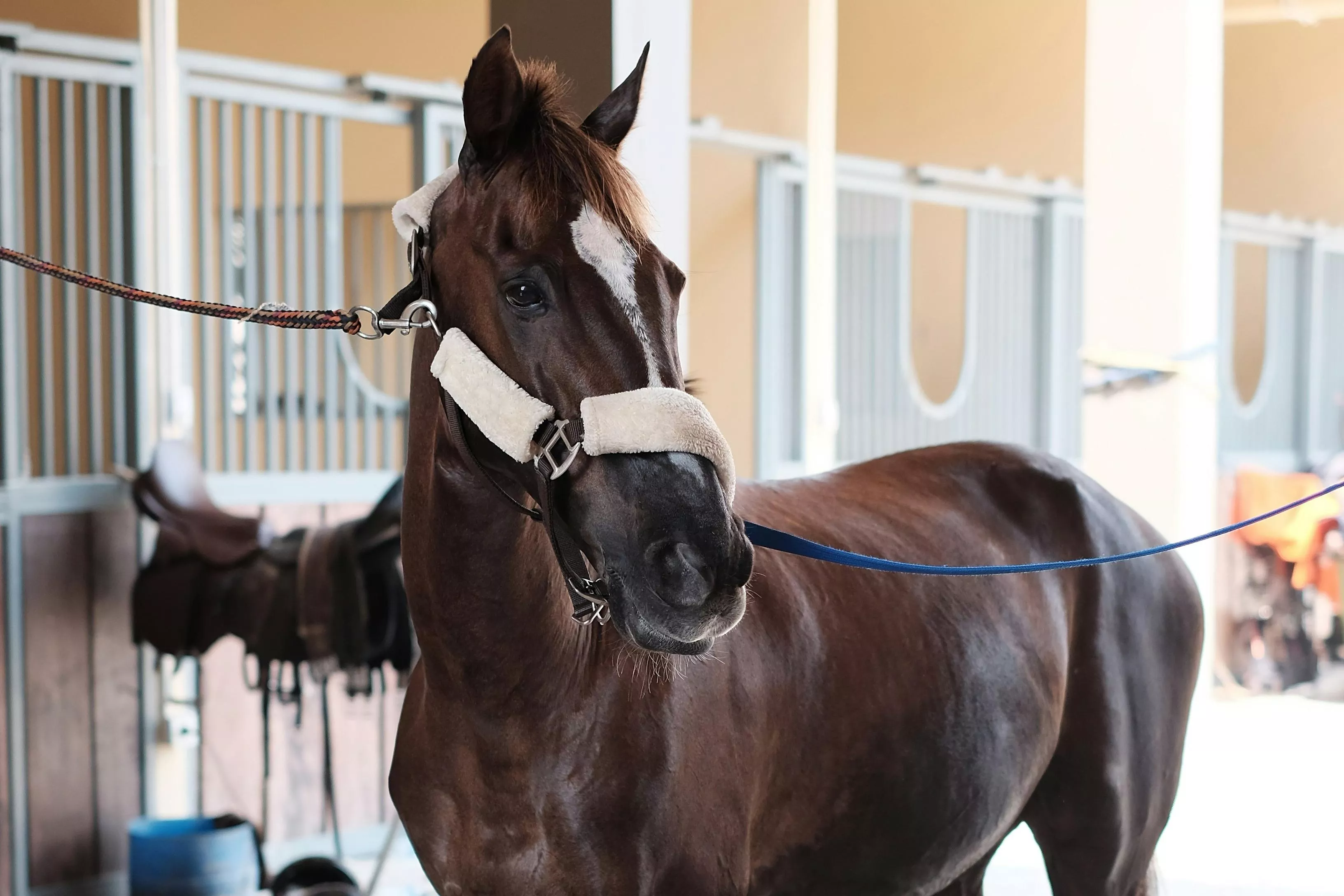 Hold Your Horses! You Need a License First